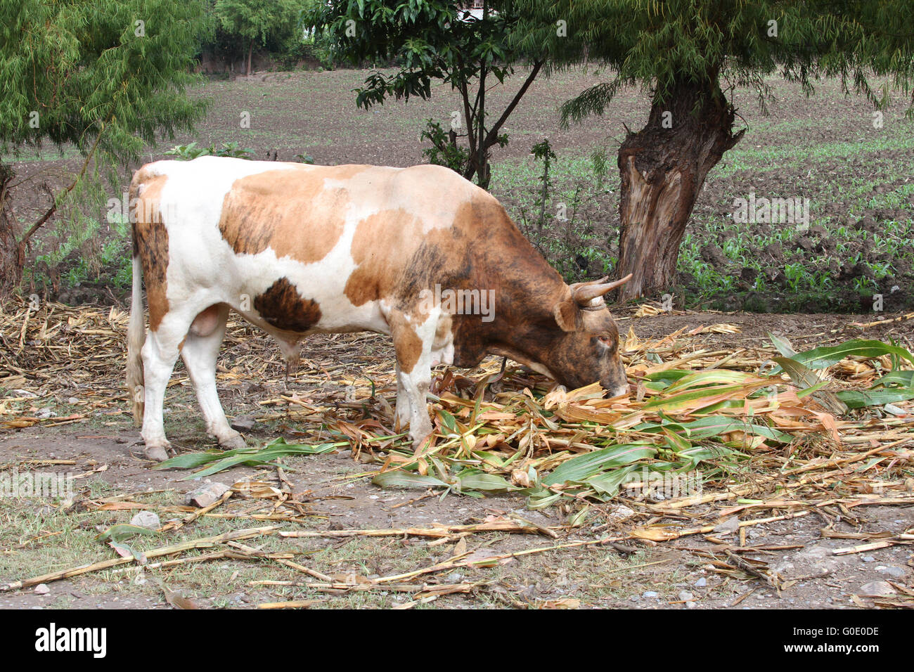 Cow eating corn hi-res stock photography and images - Alamy