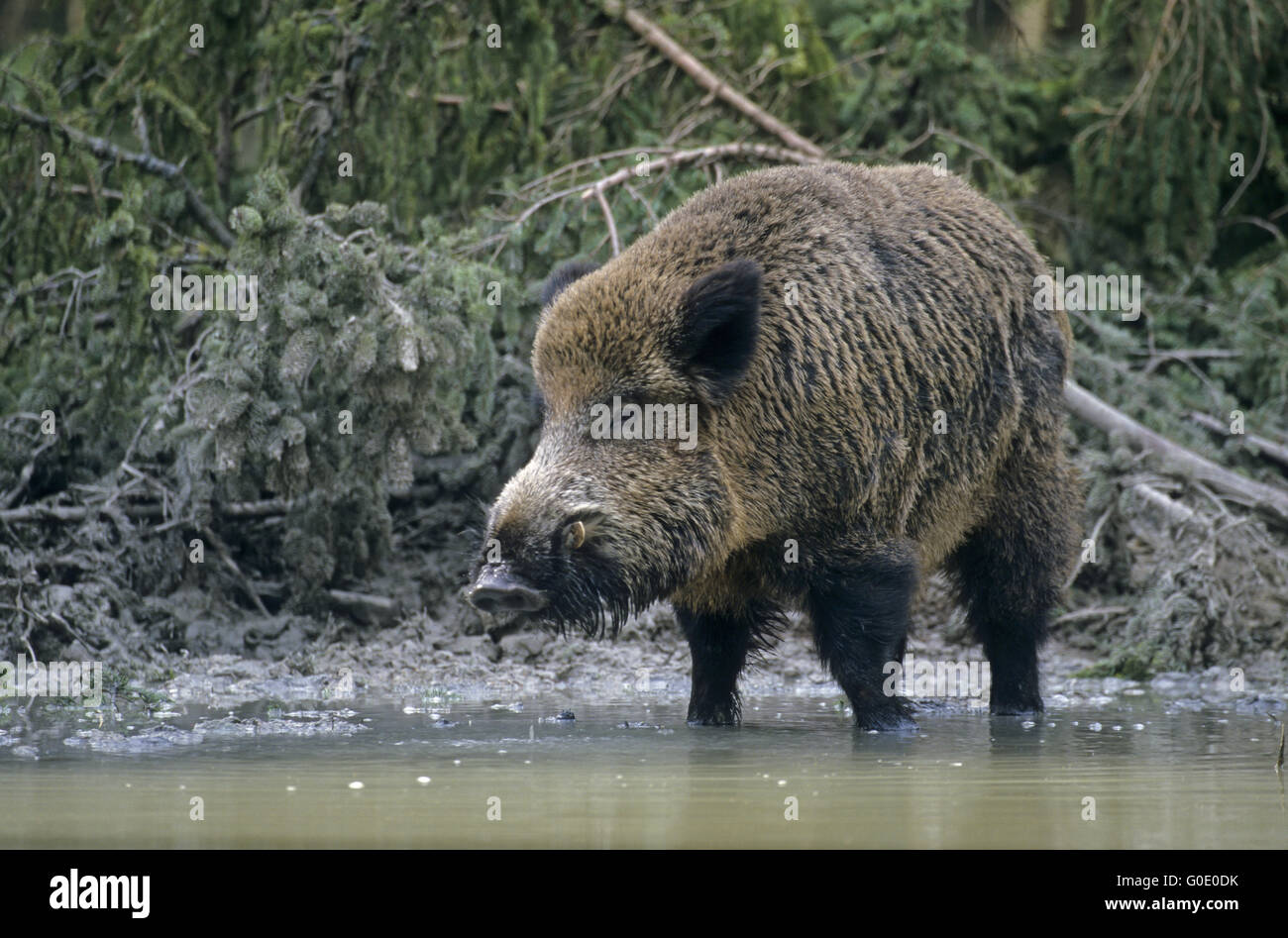 Wild Boar tusker visit a wallow and drinks water Stock Photo - Alamy