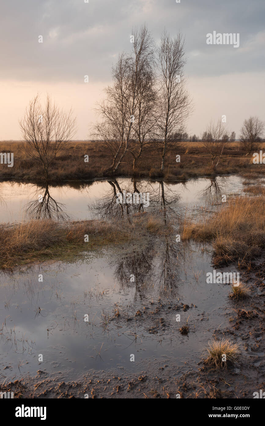 Peat bog Germany Stock Photo - Alamy
