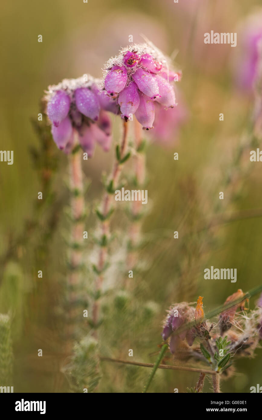 Eudicots hi-res stock photography and images - Alamy