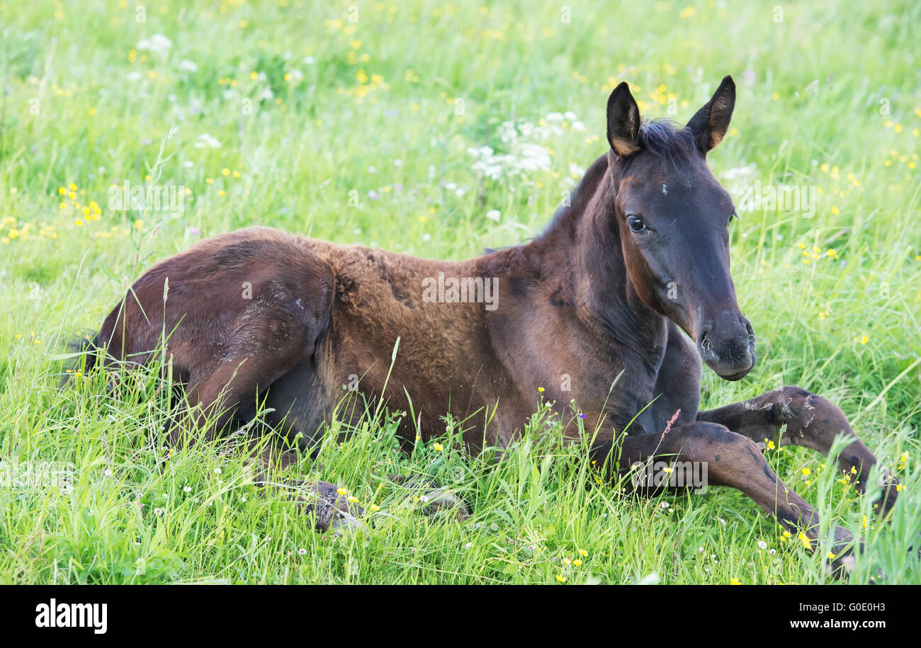 Foal lying in grass hi-res stock photography and images - Alamy