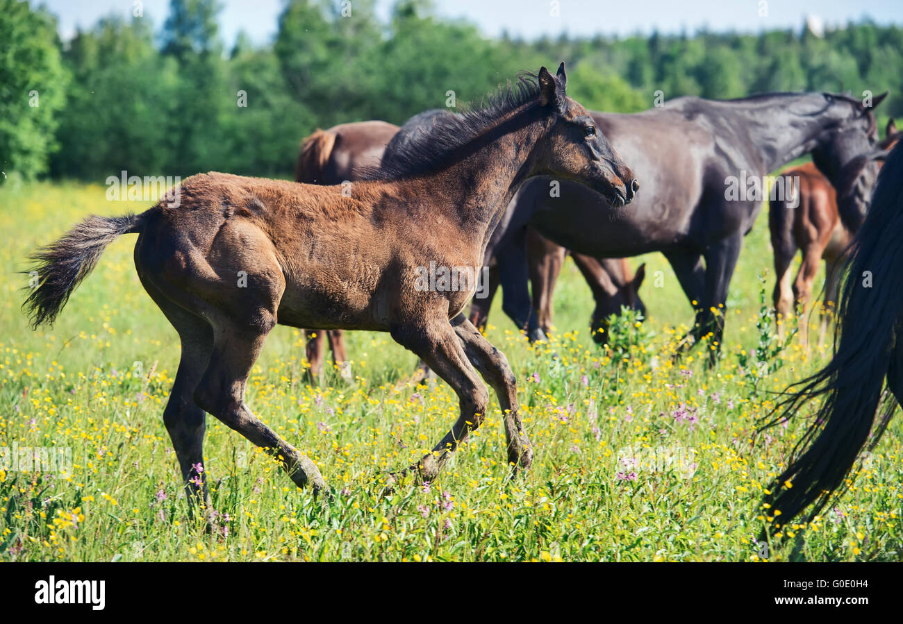 running foal in the meadow. liberty Stock Photo - Alamy