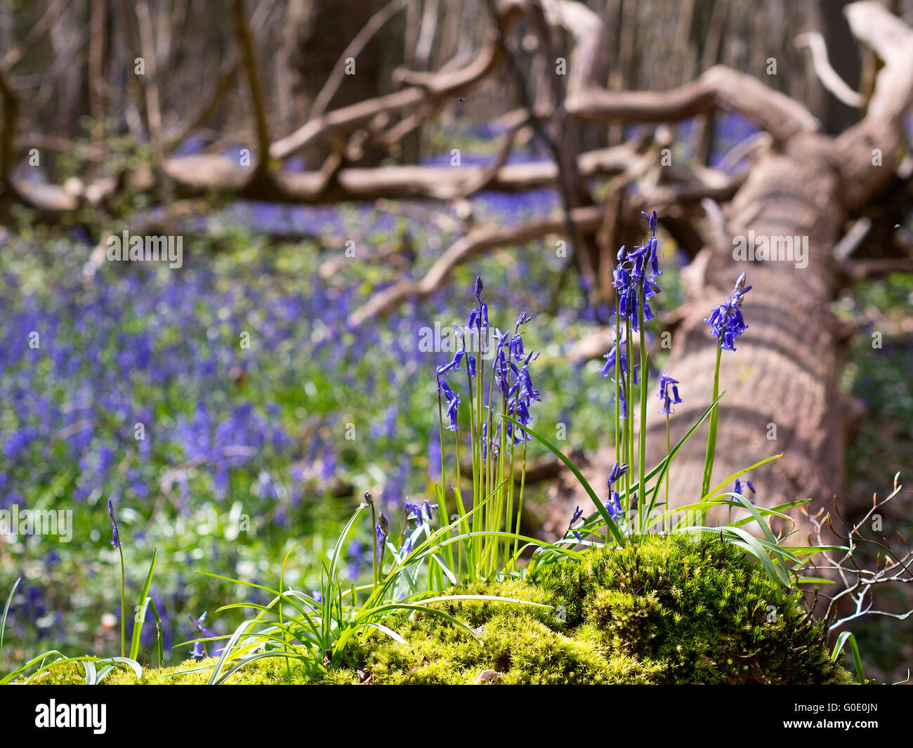 The pilgrims way kent hi-res stock photography and images - Alamy