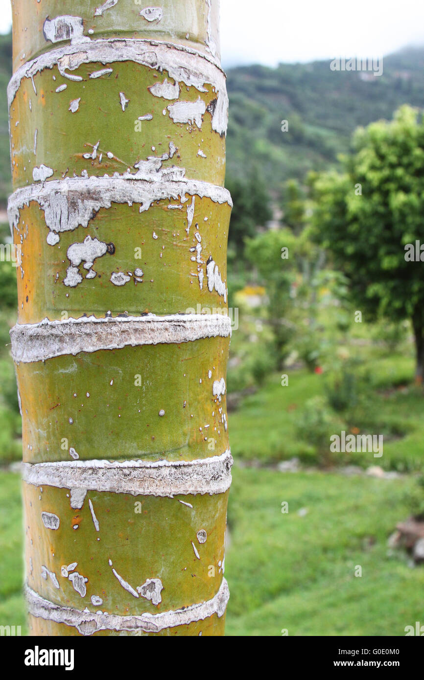 Palm tree trunk hi-res stock photography and images - Alamy