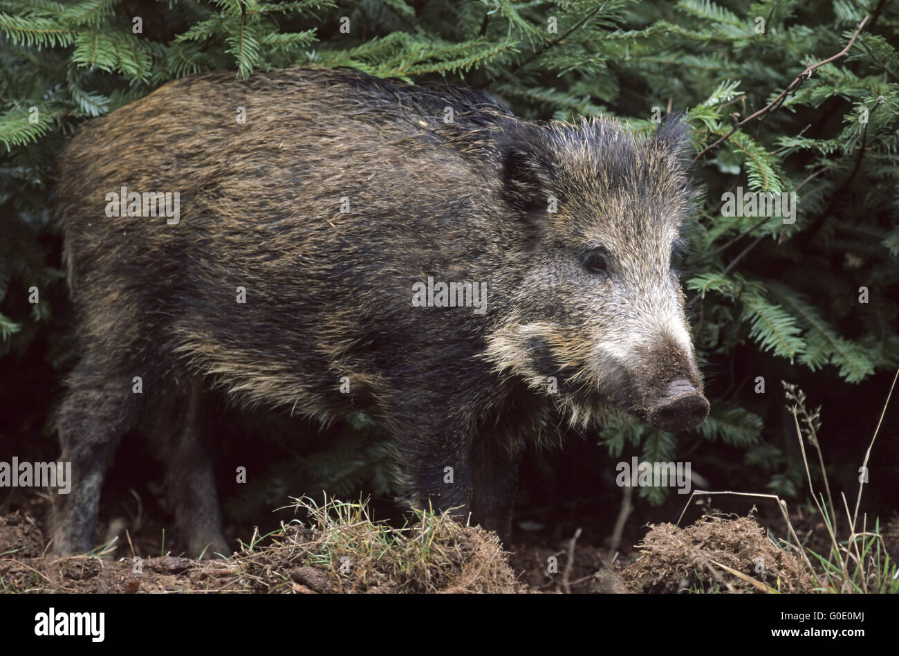 Young Wild Boar stands under a spruce tree Stock Photo - Alamy