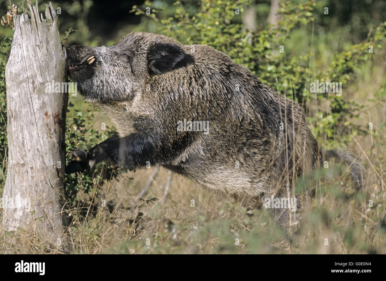 Wild Boar tusker searches food in a tree trunk Stock Photo - Alamy