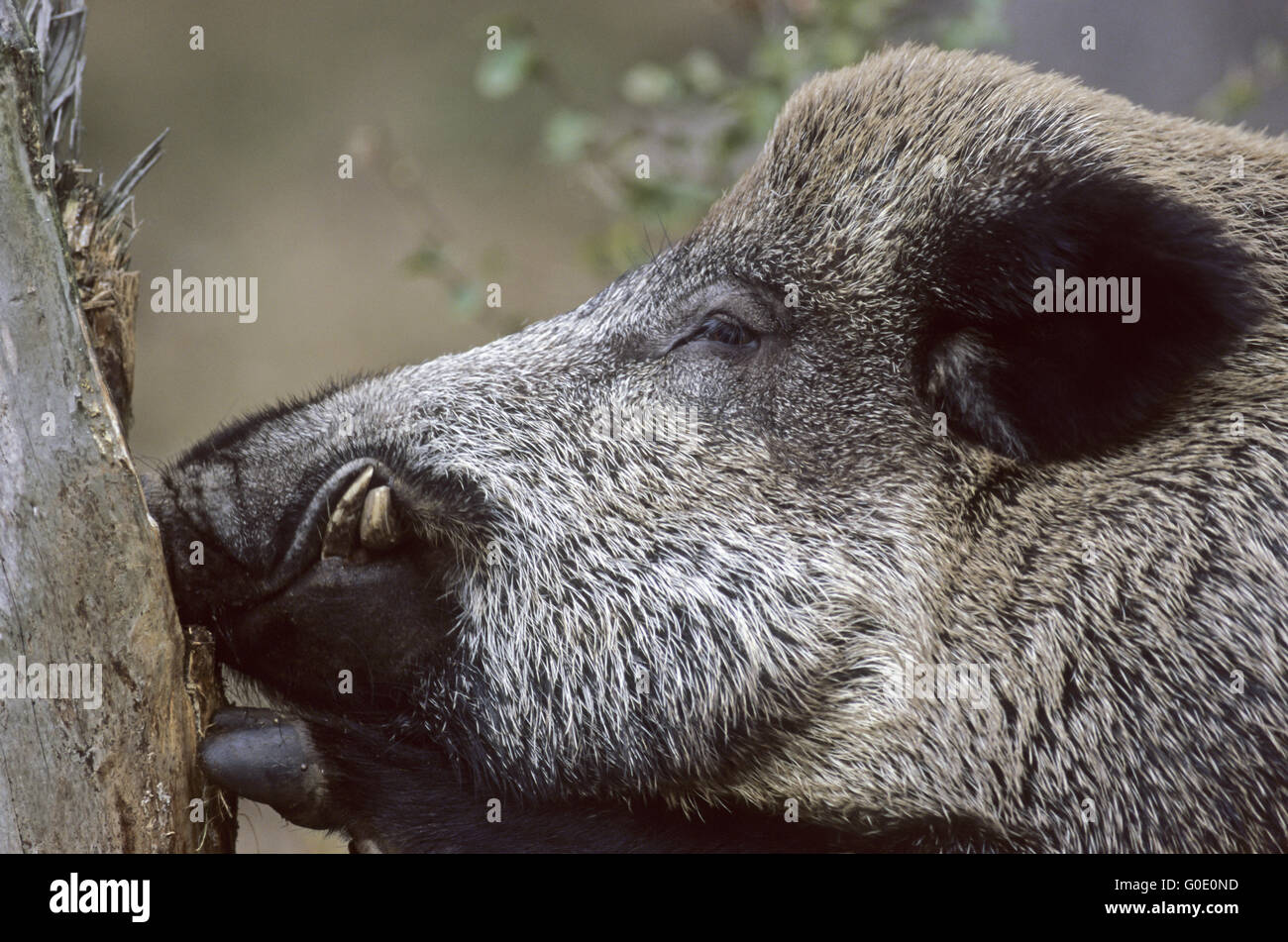 A pig in a tree trunk hi-res stock photography and images - Alamy