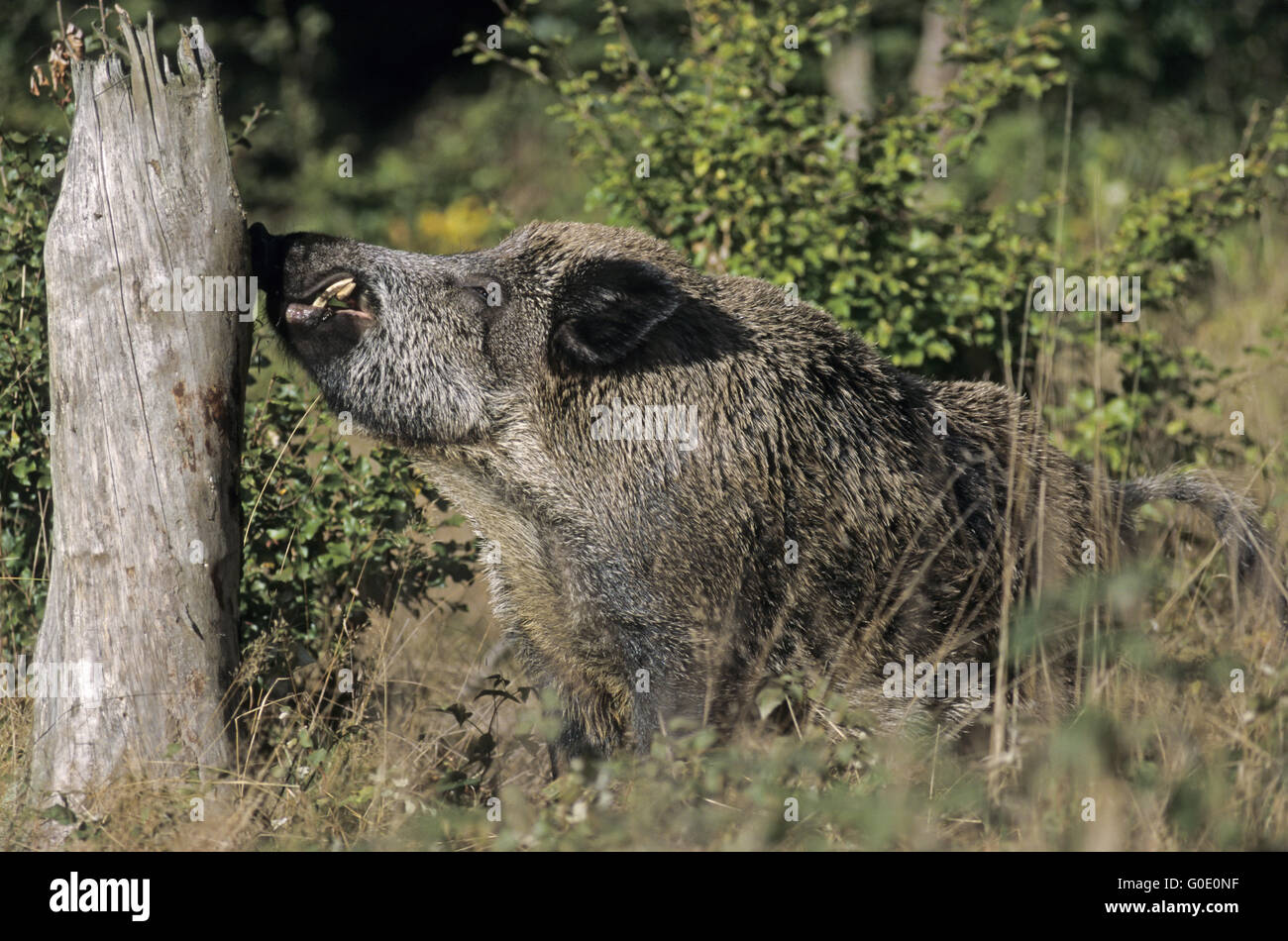 Wild Boar tusker searches food in a tree trunk Stock Photo - Alamy