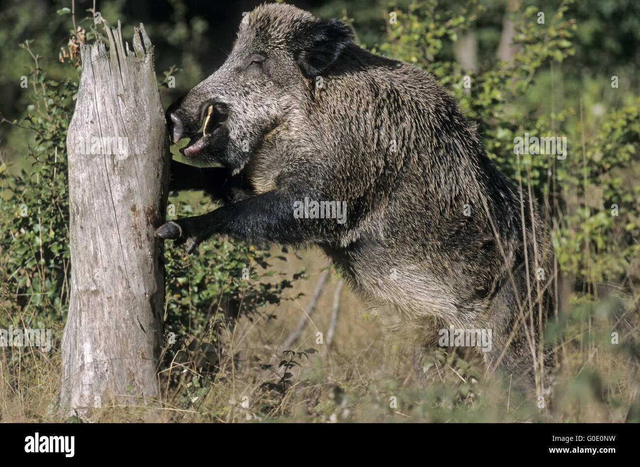Wild Boar tusker searches food in a tree trunk Stock Photo - Alamy