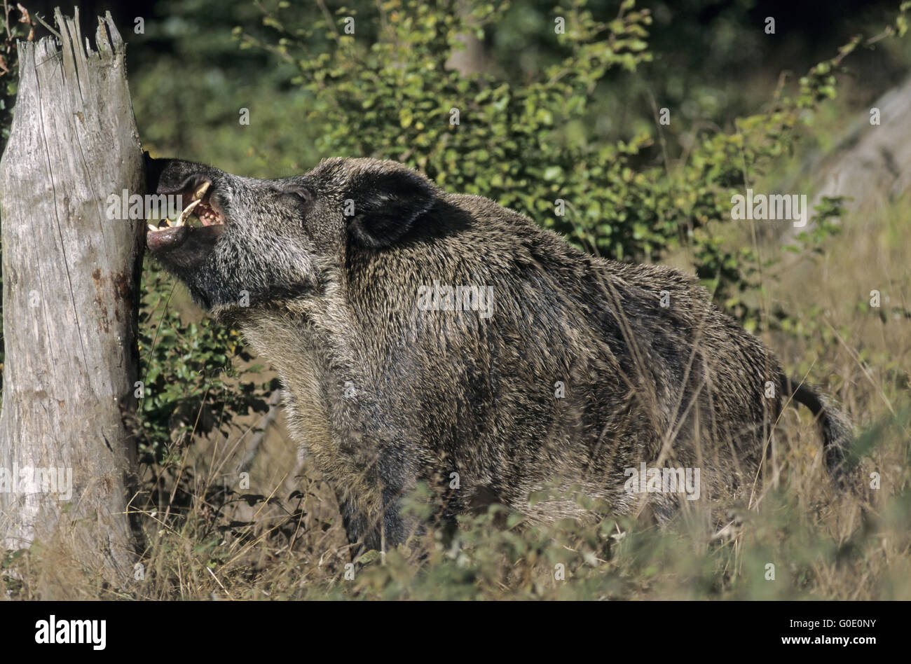 Wild boar tusker searches food hi-res stock photography and images - Alamy