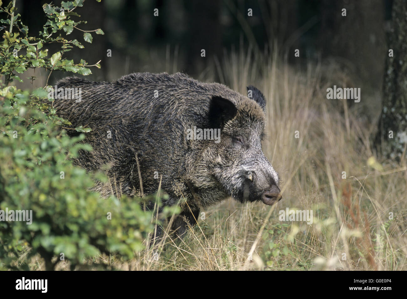 Wild Boar tusker at forest edge Stock Photo - Alamy
