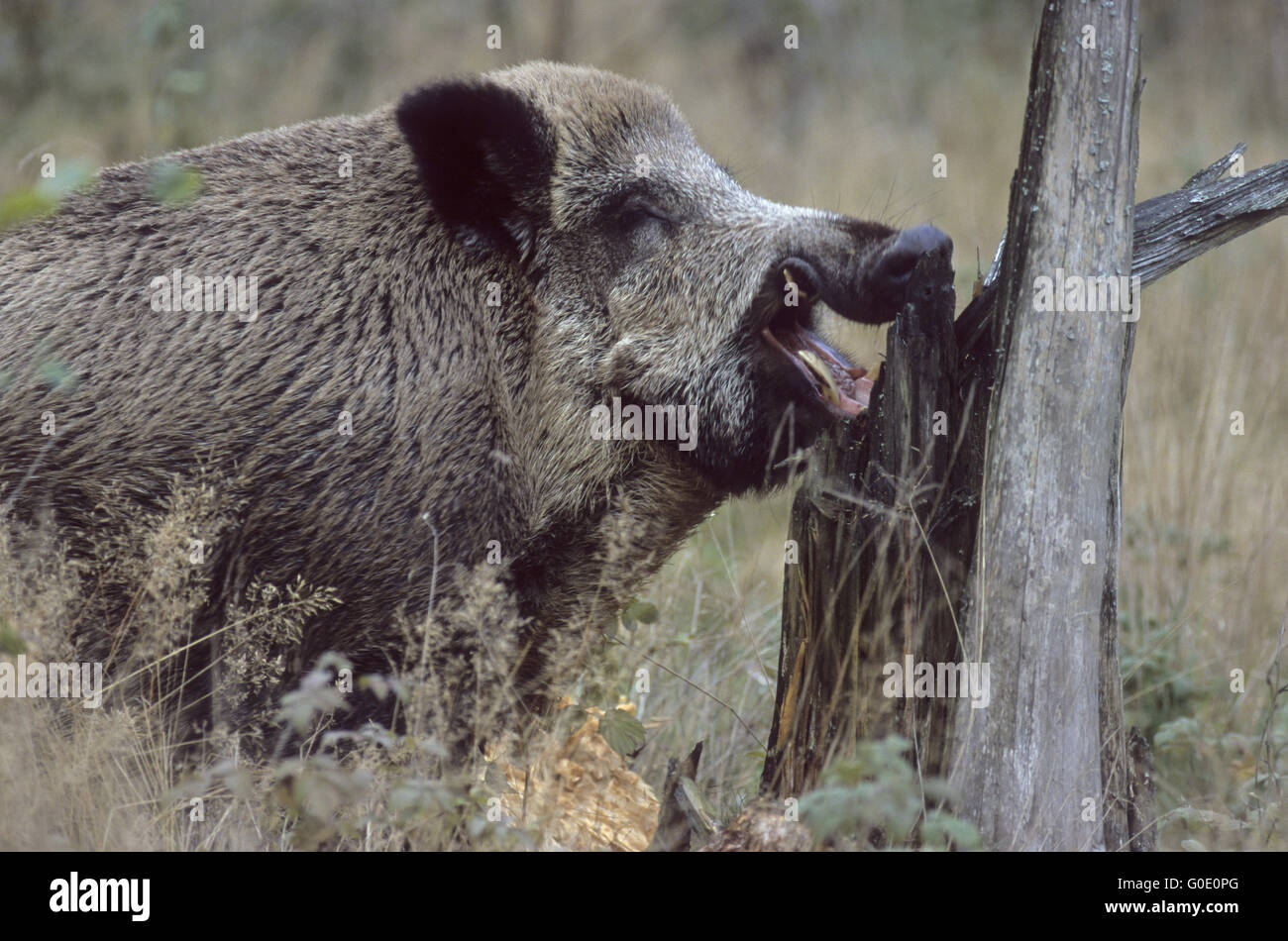 Wild Boar tusker searches food in a tree trunk Stock Photo - Alamy