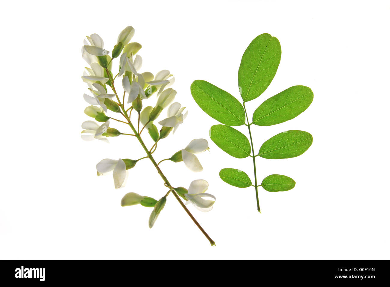 Black locust tree leaf hi-res stock photography and images - Alamy