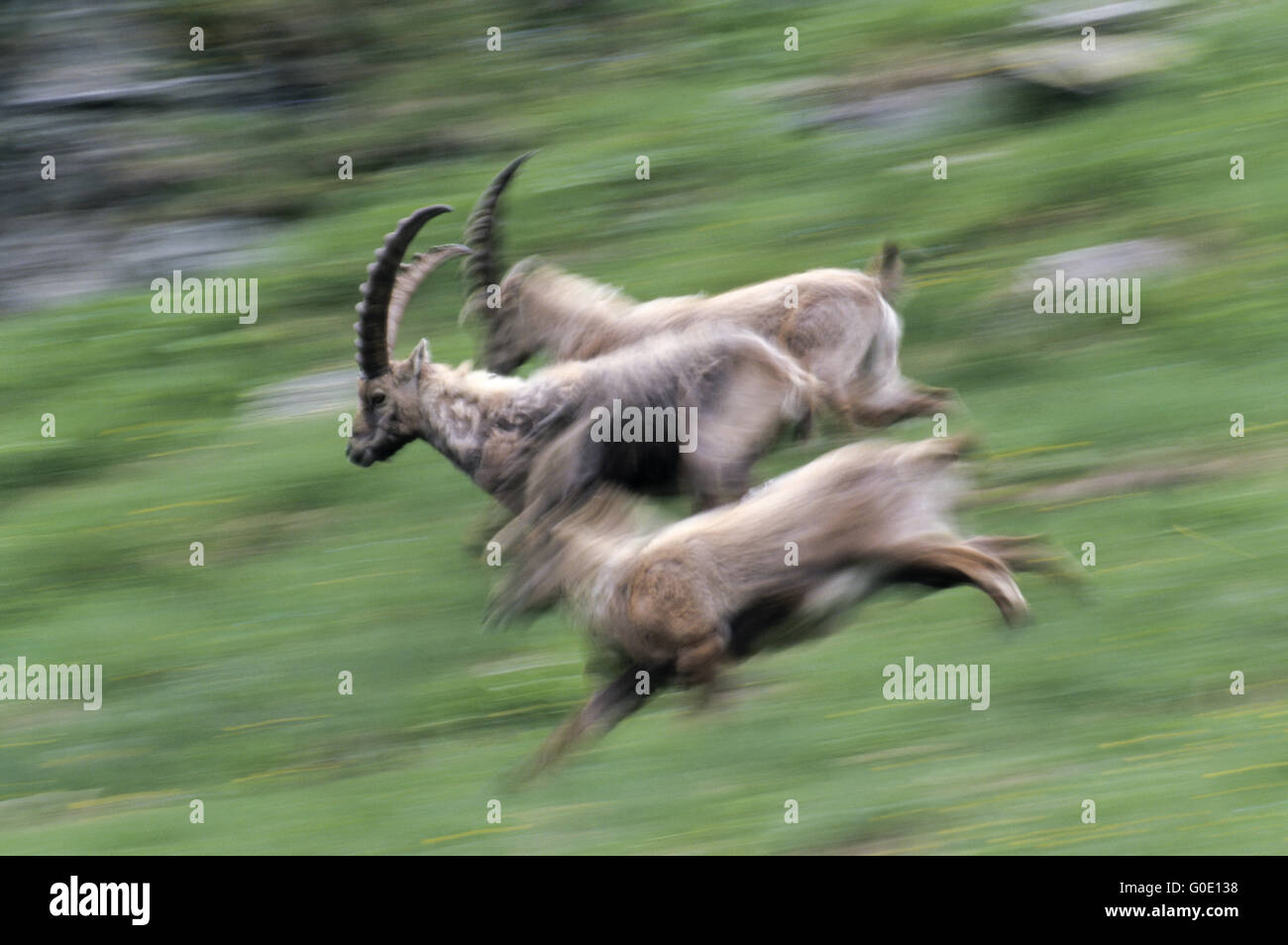Alpine Ibex buck race in a crag Stock Photo - Alamy
