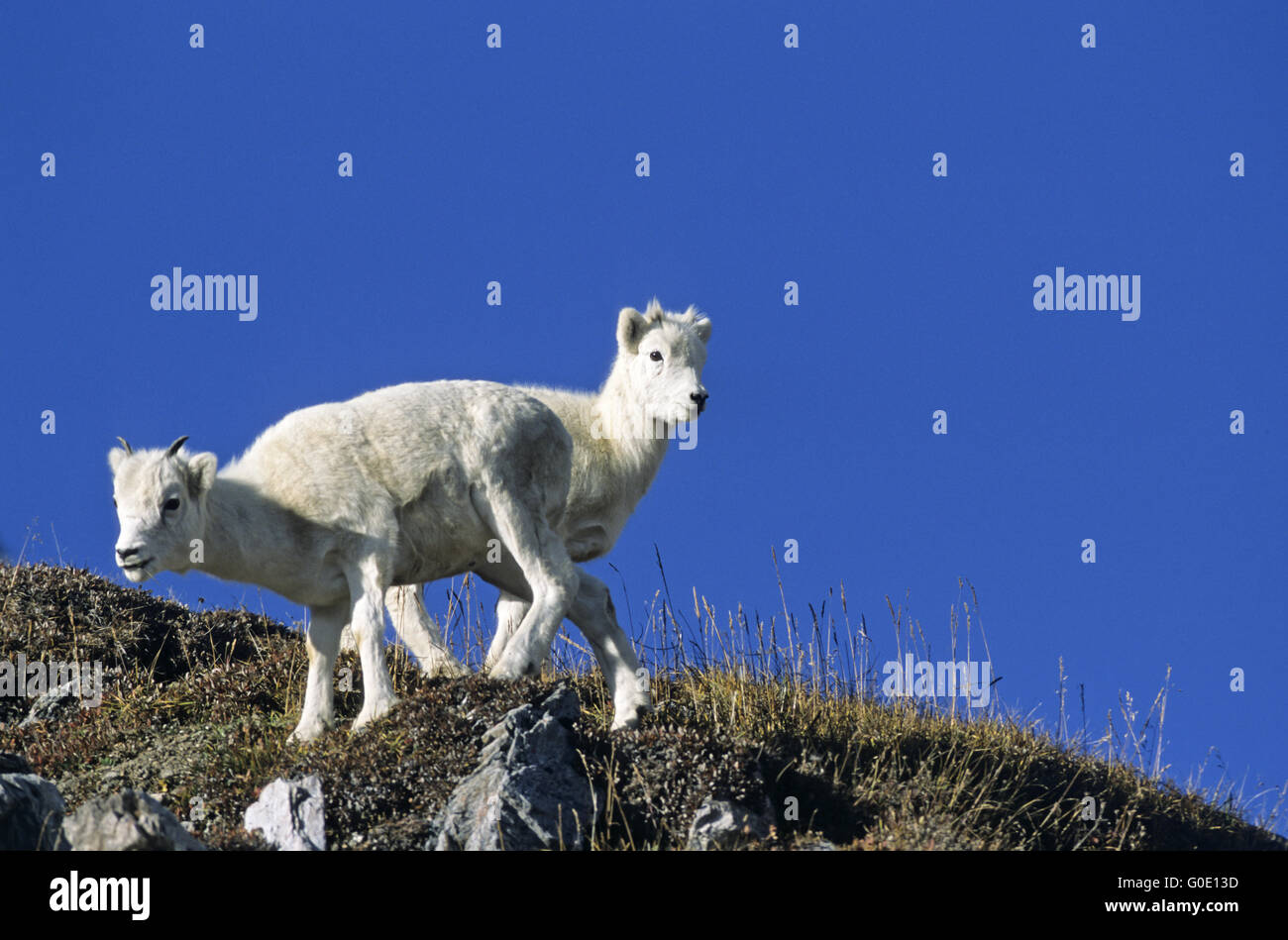 Dall Sheep lambs in front of blue sky Stock Photo - Alamy