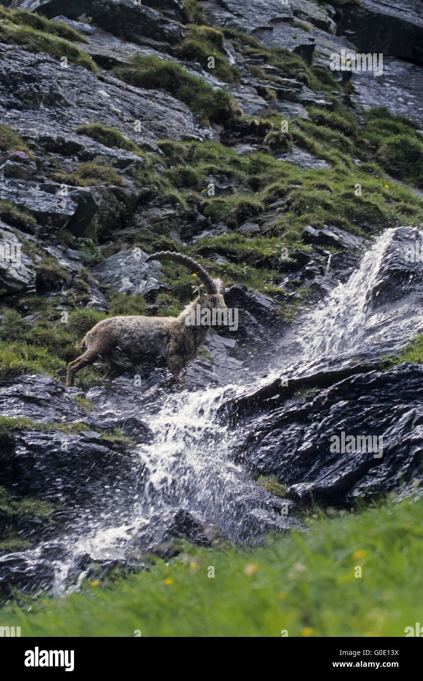 Alpine Ibex buck crosses a mountain torrent Stock Photo - Alamy