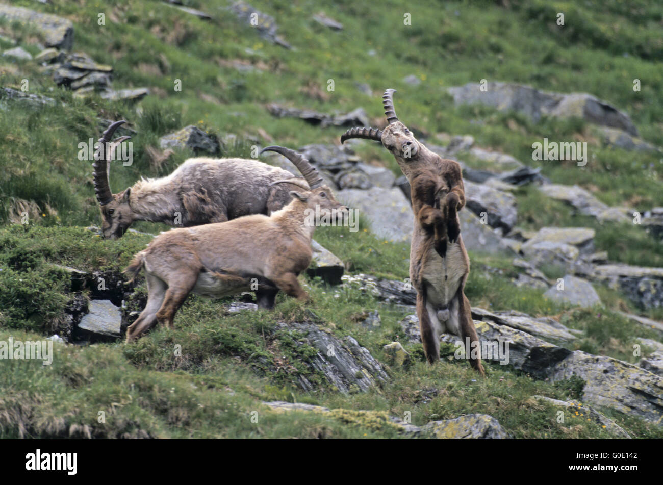 Alpine Ibex bucks fight playfully Stock Photo - Alamy
