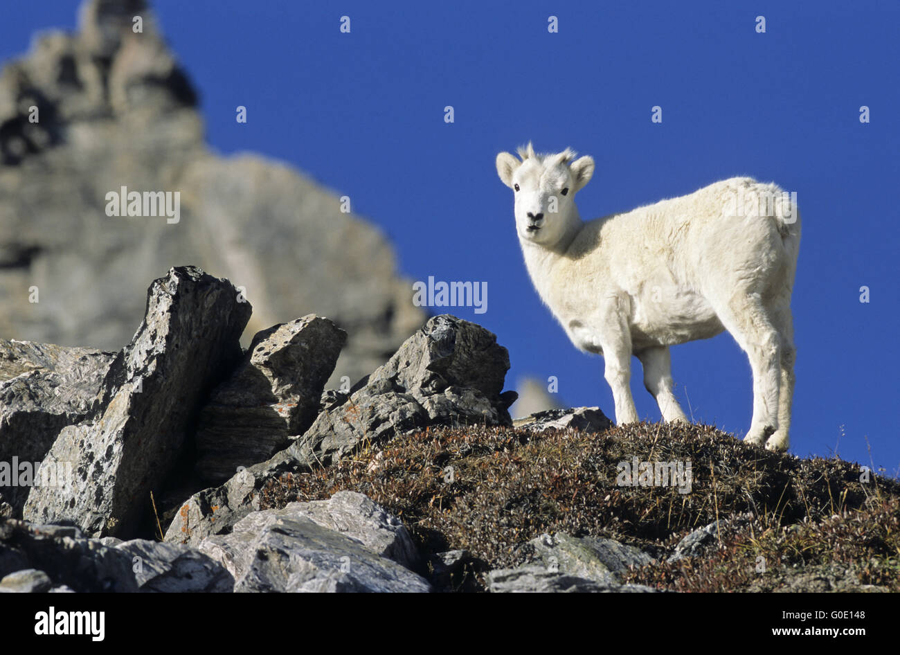 Dall Sheep lamb stands in high mountains Stock Photo - Alamy