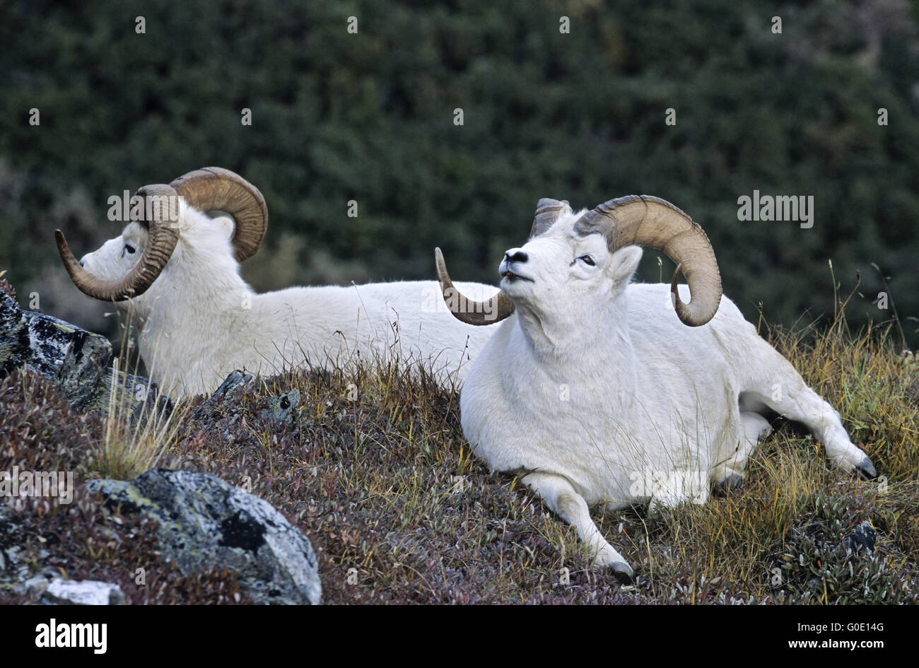 Dallschafe hi-res stock photography and images - Alamy