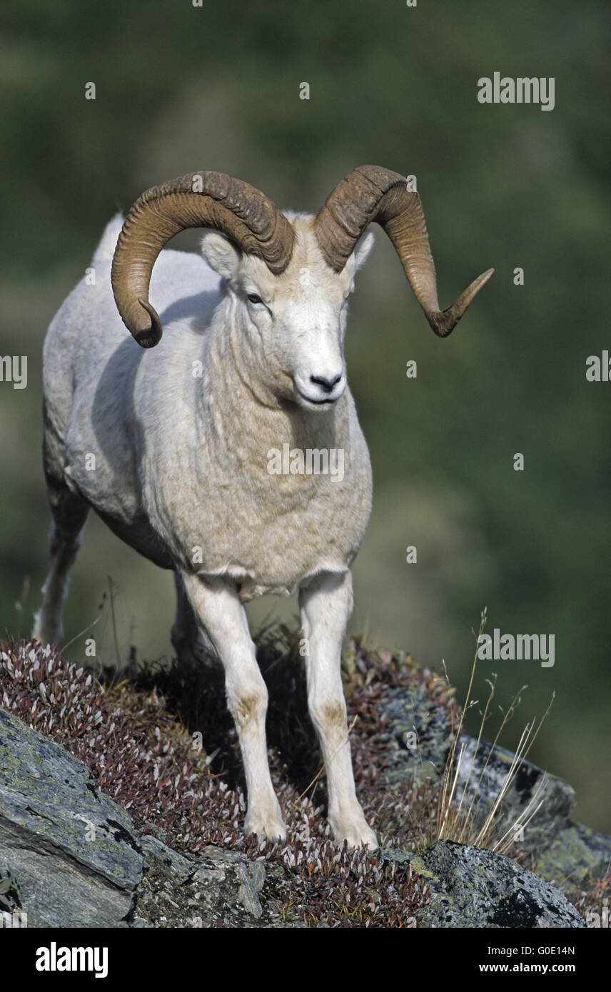Ram dal hi-res stock photography and images - Alamy