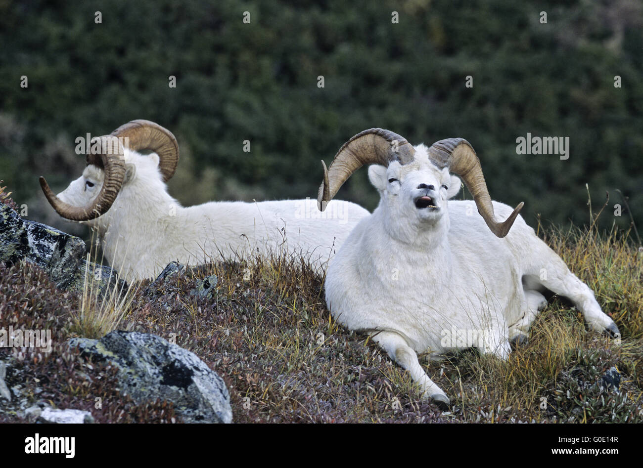 Dallschaf dall sheep ram hi-res stock photography and images - Alamy
