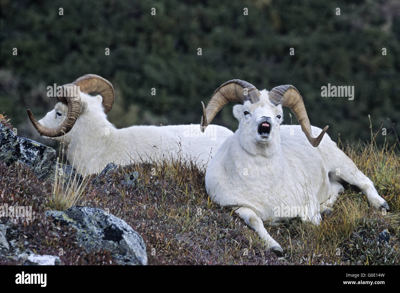Dall Sheep rams rest and yawn in an alpine meadow Stock Photo - Alamy