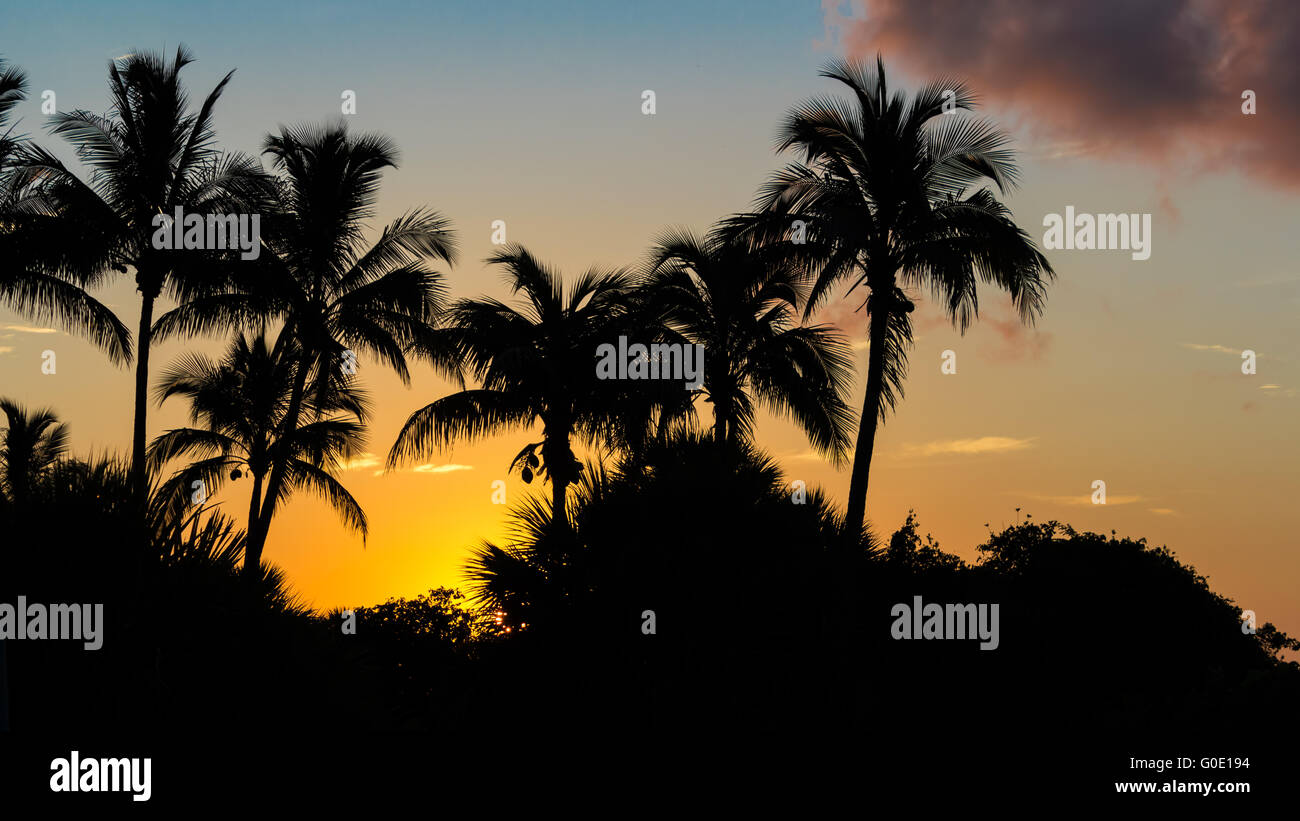 Palm Trees and Sunrise Stock Photo - Alamy