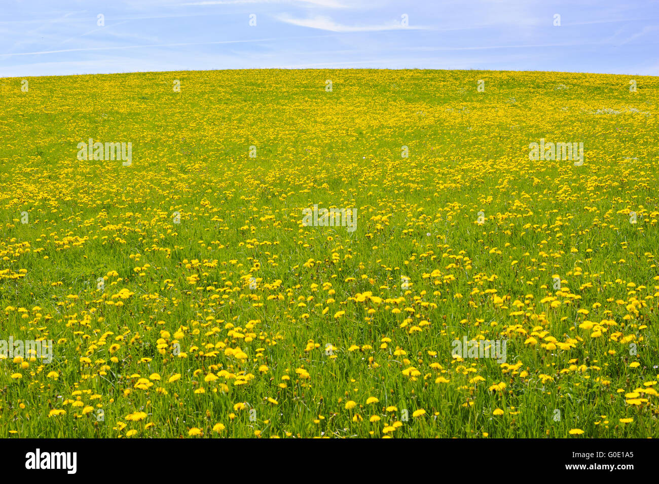 wide meadow with flowers at spring Stock Photo - Alamy