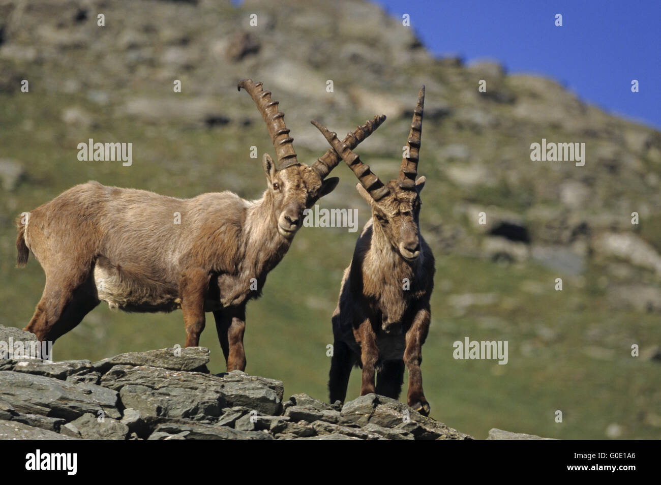 Ibex fight hi-res stock photography and images - Alamy