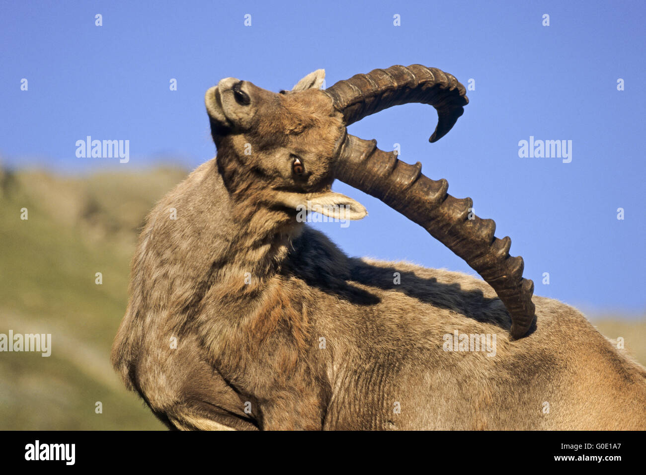 Alpine Ibex buck grooming Stock Photo - Alamy