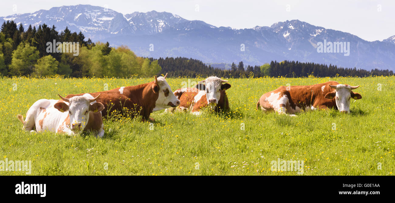 wide panorama landscape in Bavaria with cows Stock Photo - Alamy