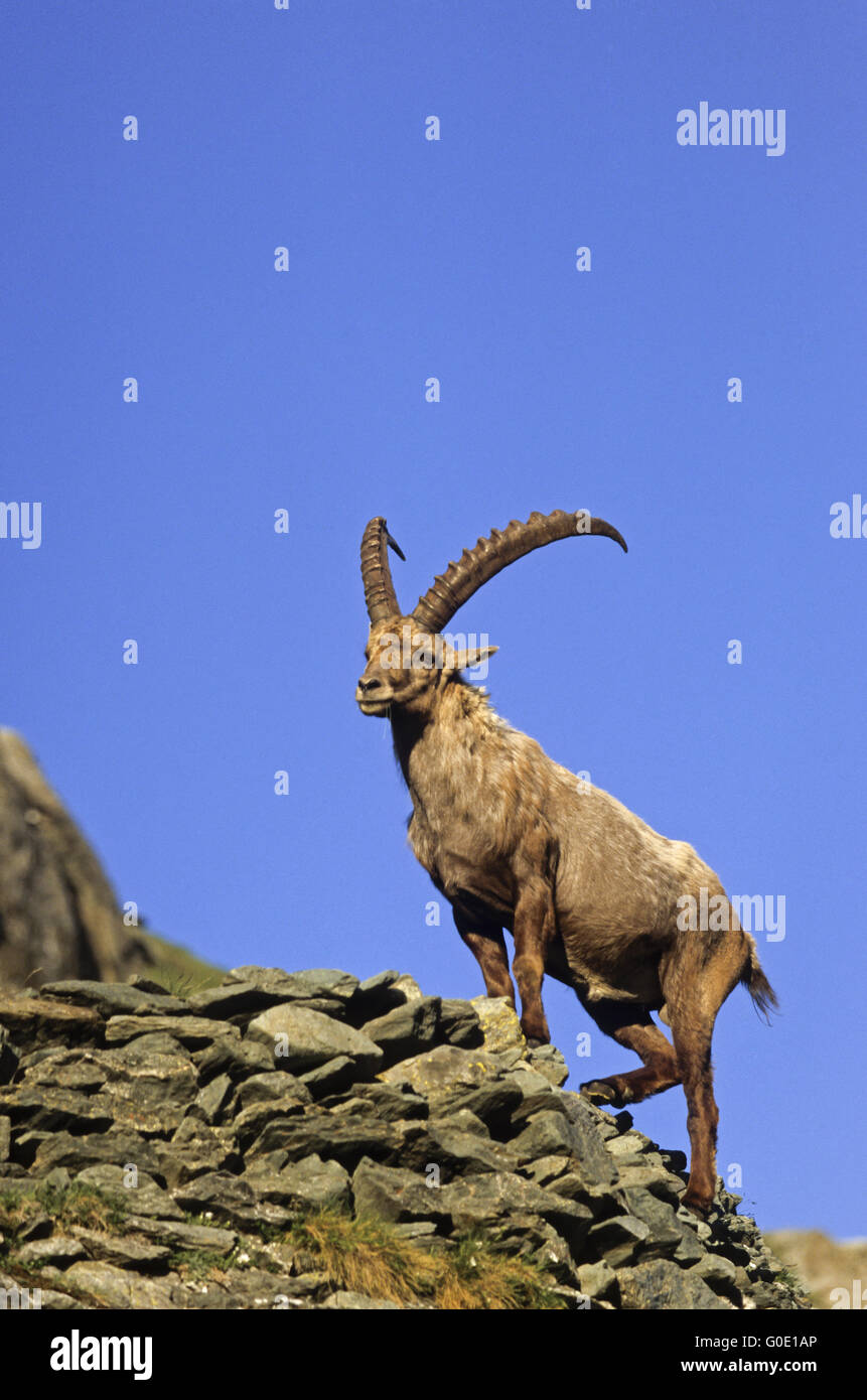 Alpine Ibex buck in front of blue sky Stock Photo - Alamy