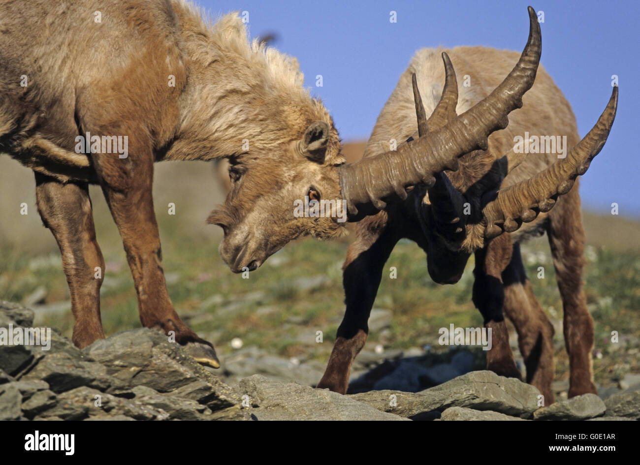 Bucks fight hi-res stock photography and images - Alamy