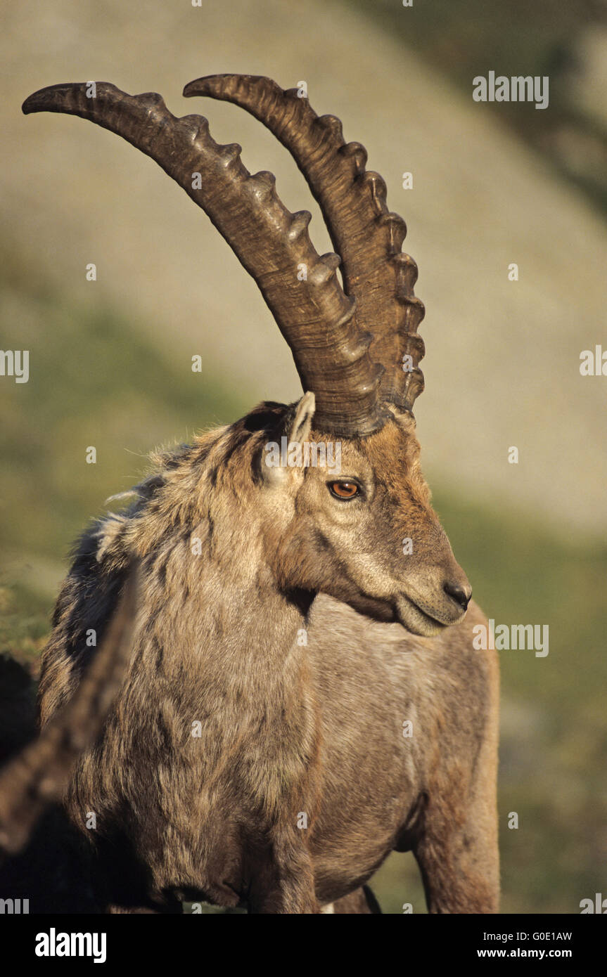 Portrait of an Alpine Ibex buck Stock Photo - Alamy