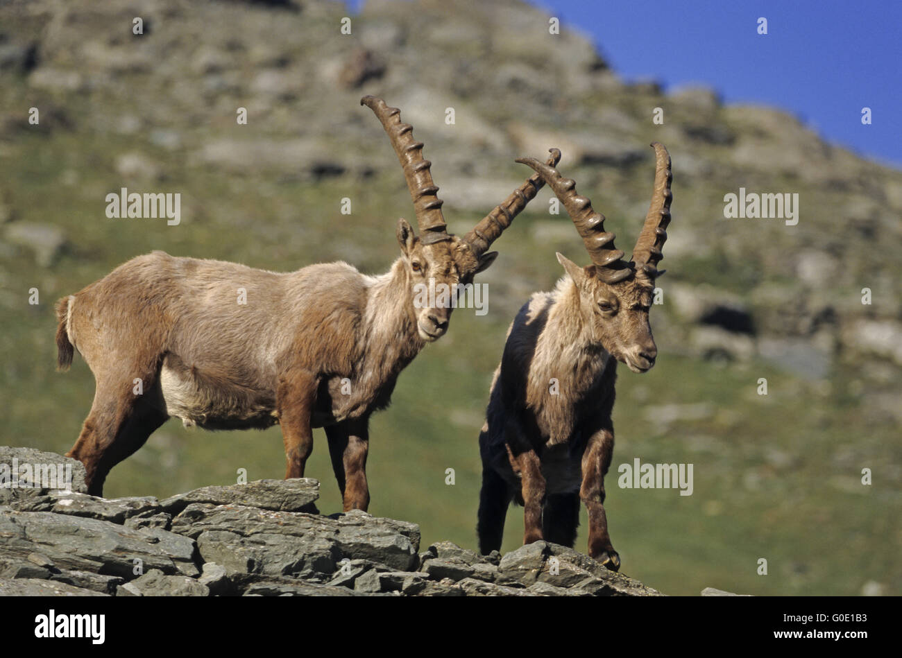 Alpine Ibex bucks fight playfully Stock Photo - Alamy