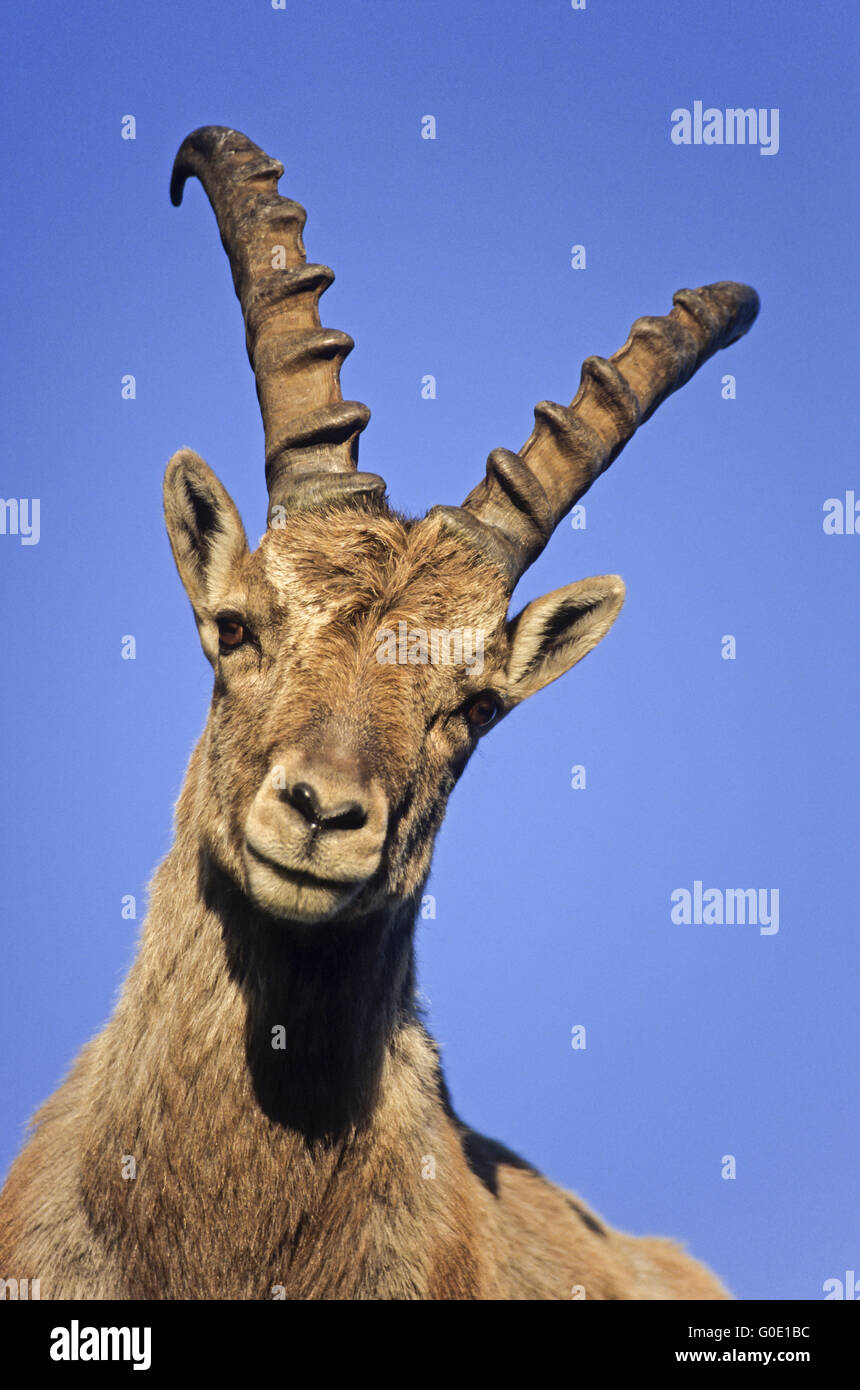 Portrait of an Alpine Ibex buck with blue sky Stock Photo - Alamy
