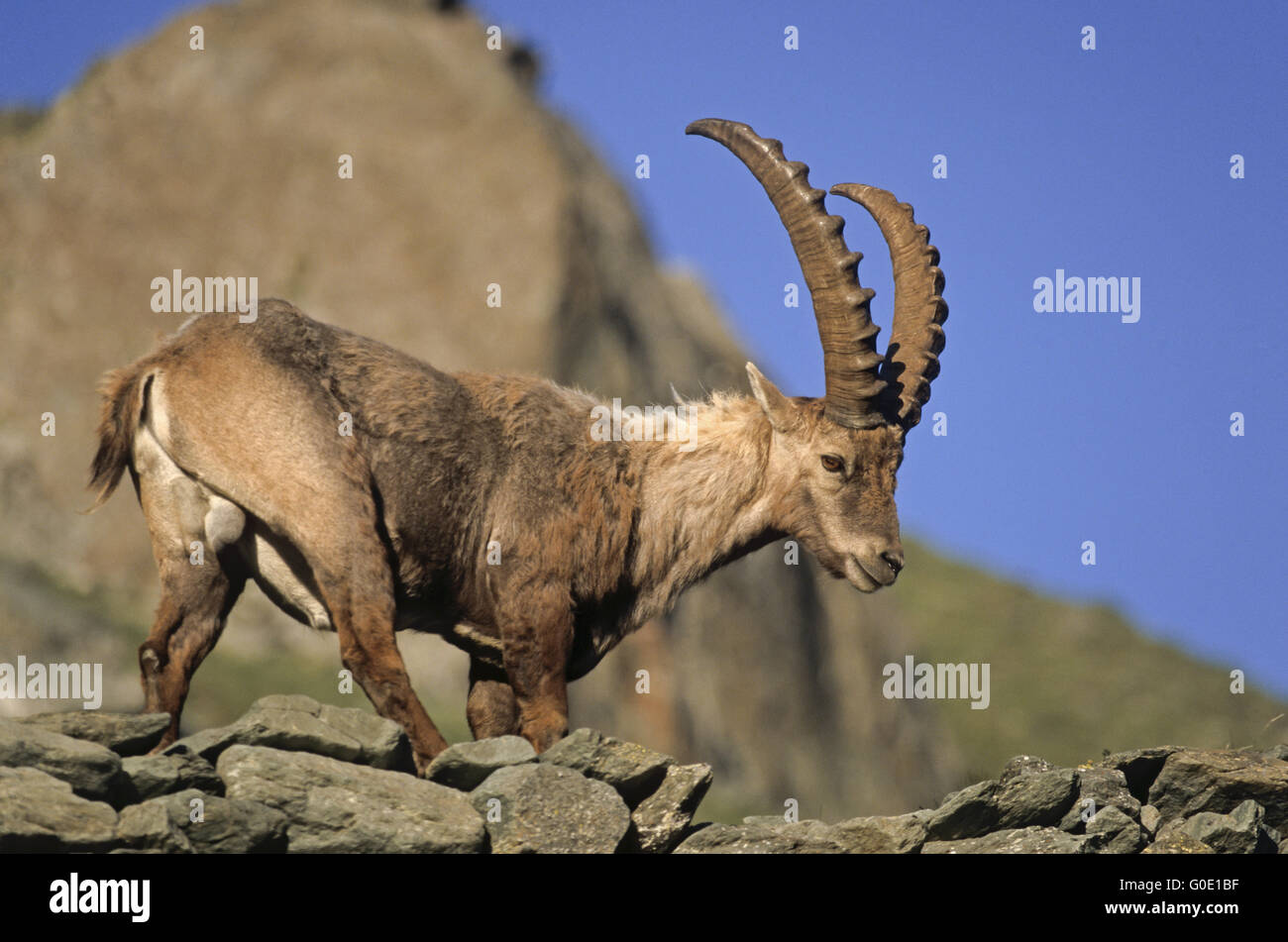 Buck in front of hi-res stock photography and images - Alamy