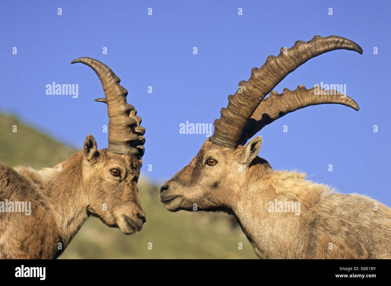 Portrait of Alpine Ibex bucks in front of blue sky Stock Photo - Alamy