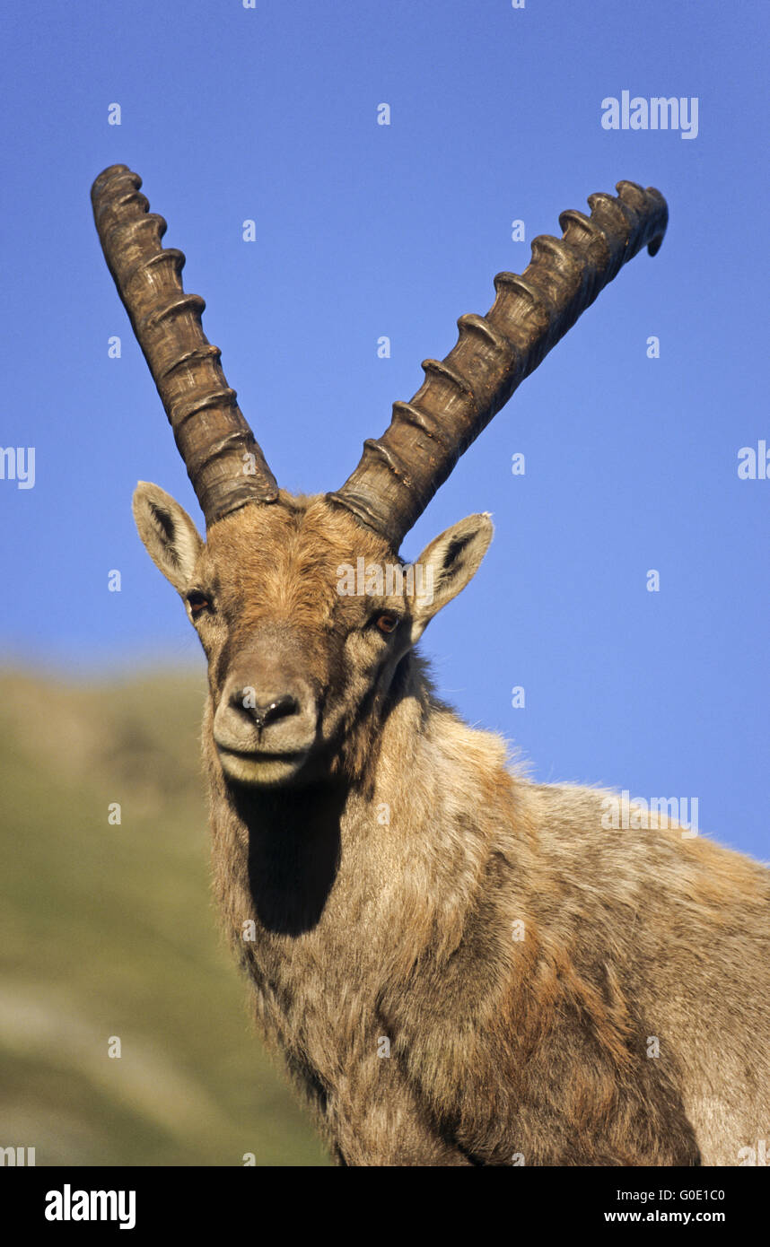 Portrait of an Alpine Ibex buck Stock Photo - Alamy