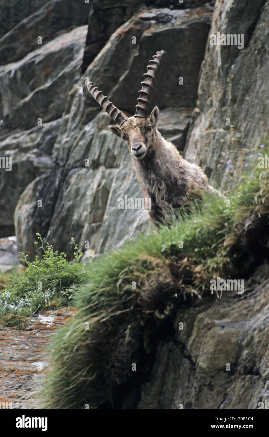 Alpine Ibex buck rests in a crag Stock Photo - Alamy