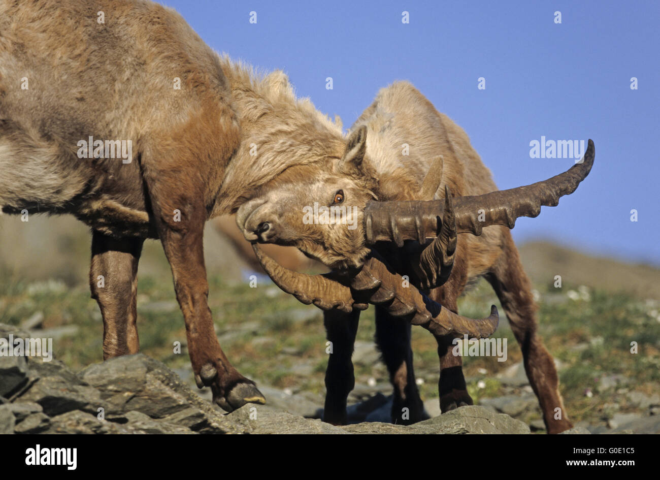 Alpine Ibex bucks fight playfully Stock Photo - Alamy
