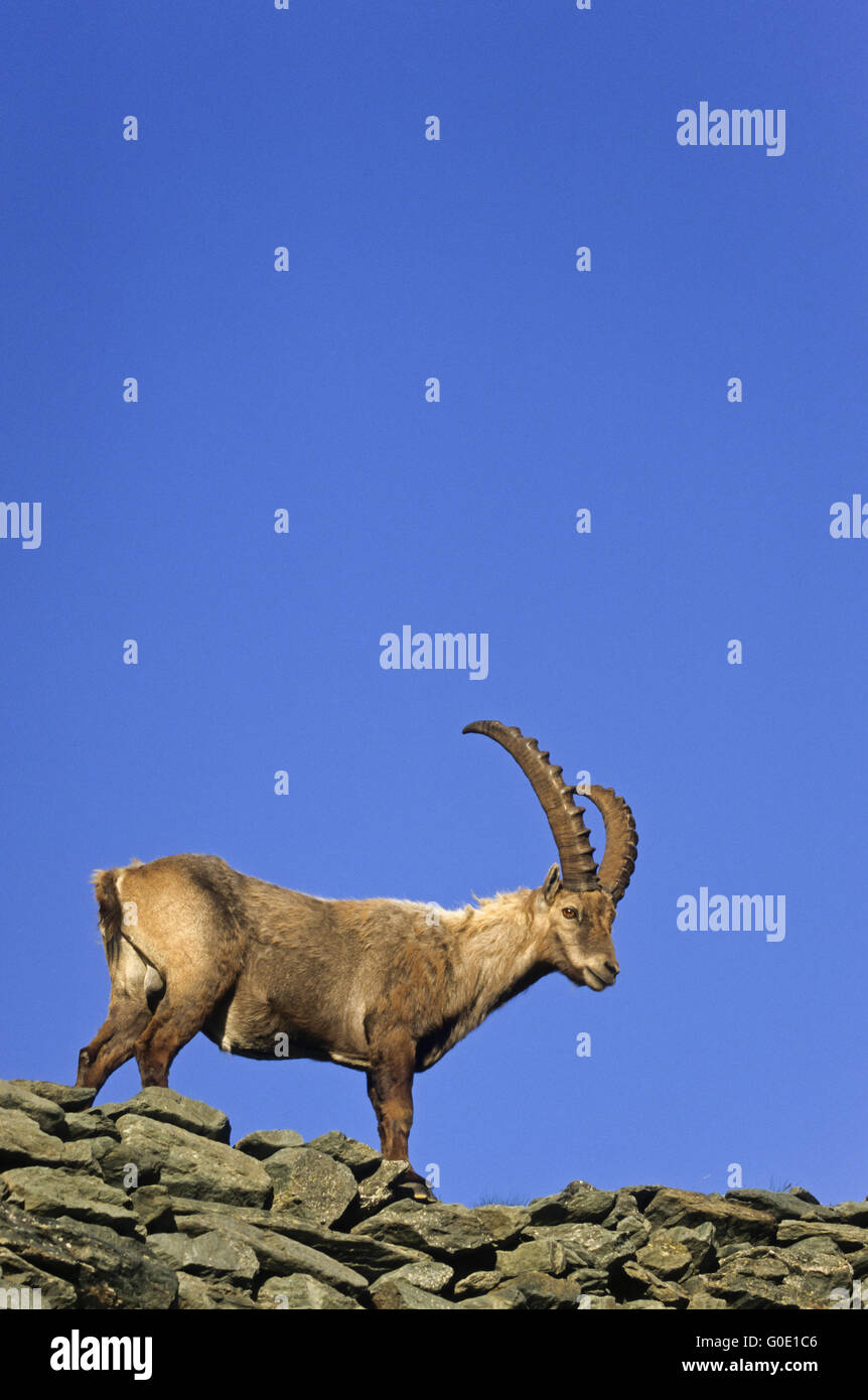 Alpine Ibex buck stands in high mountain range Stock Photo - Alamy