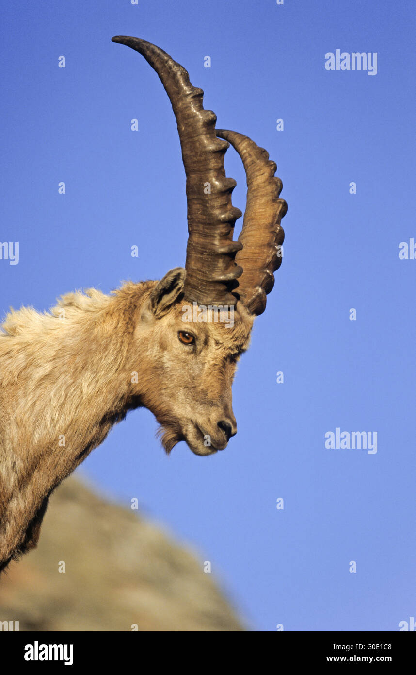 Portrait of an Alpine Ibex buck Stock Photo - Alamy