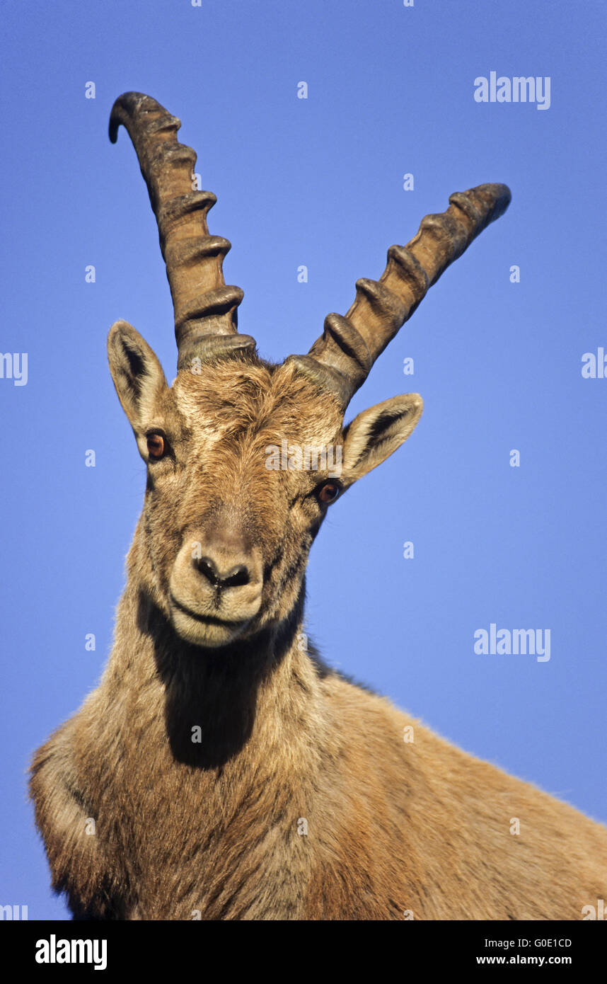 Portrait of a young Alpine Ibex buck Stock Photo - Alamy