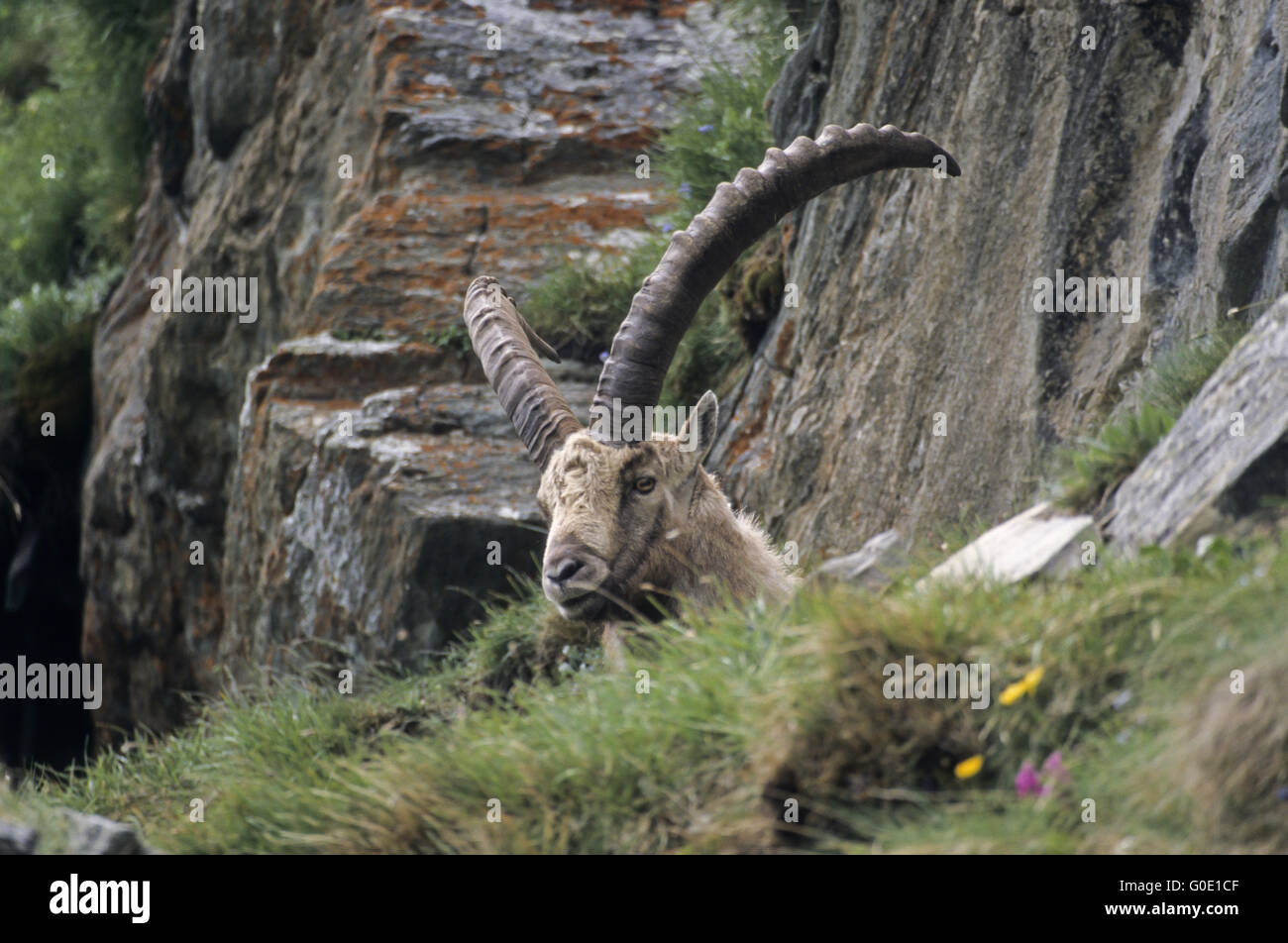 Goats animals alpine hi-res stock photography and images - Alamy