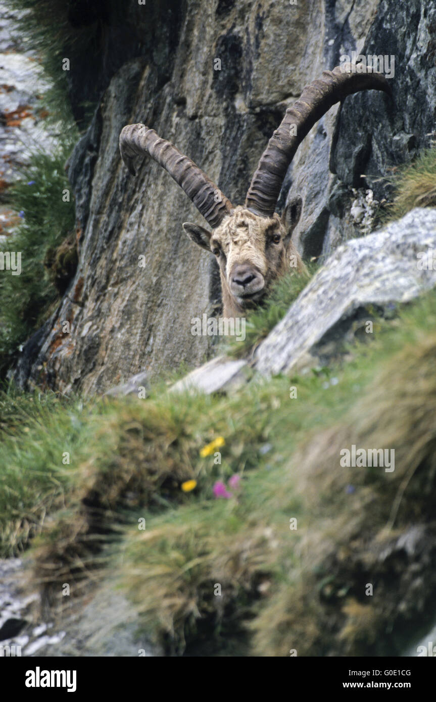 Alpine Ibex buck rests in a crag Stock Photo - Alamy