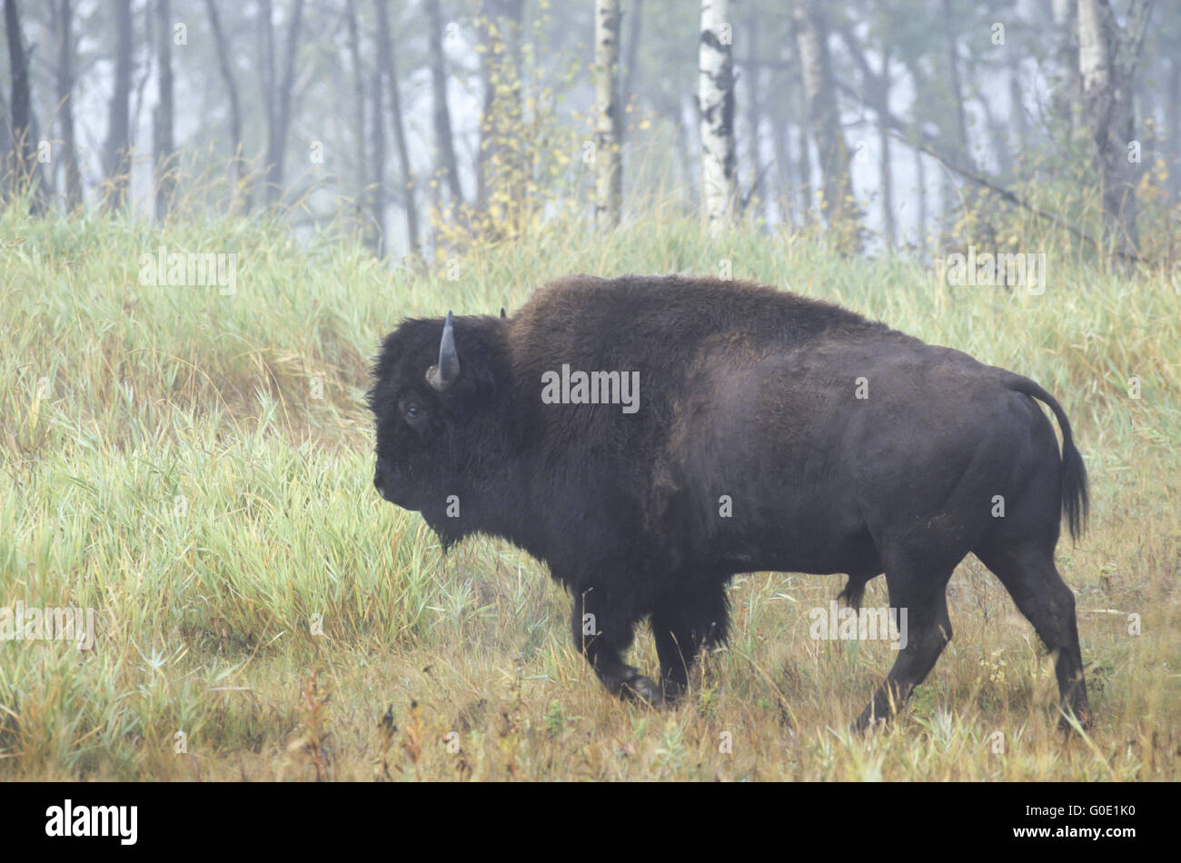 Bull dust hi-res stock photography and images - Alamy