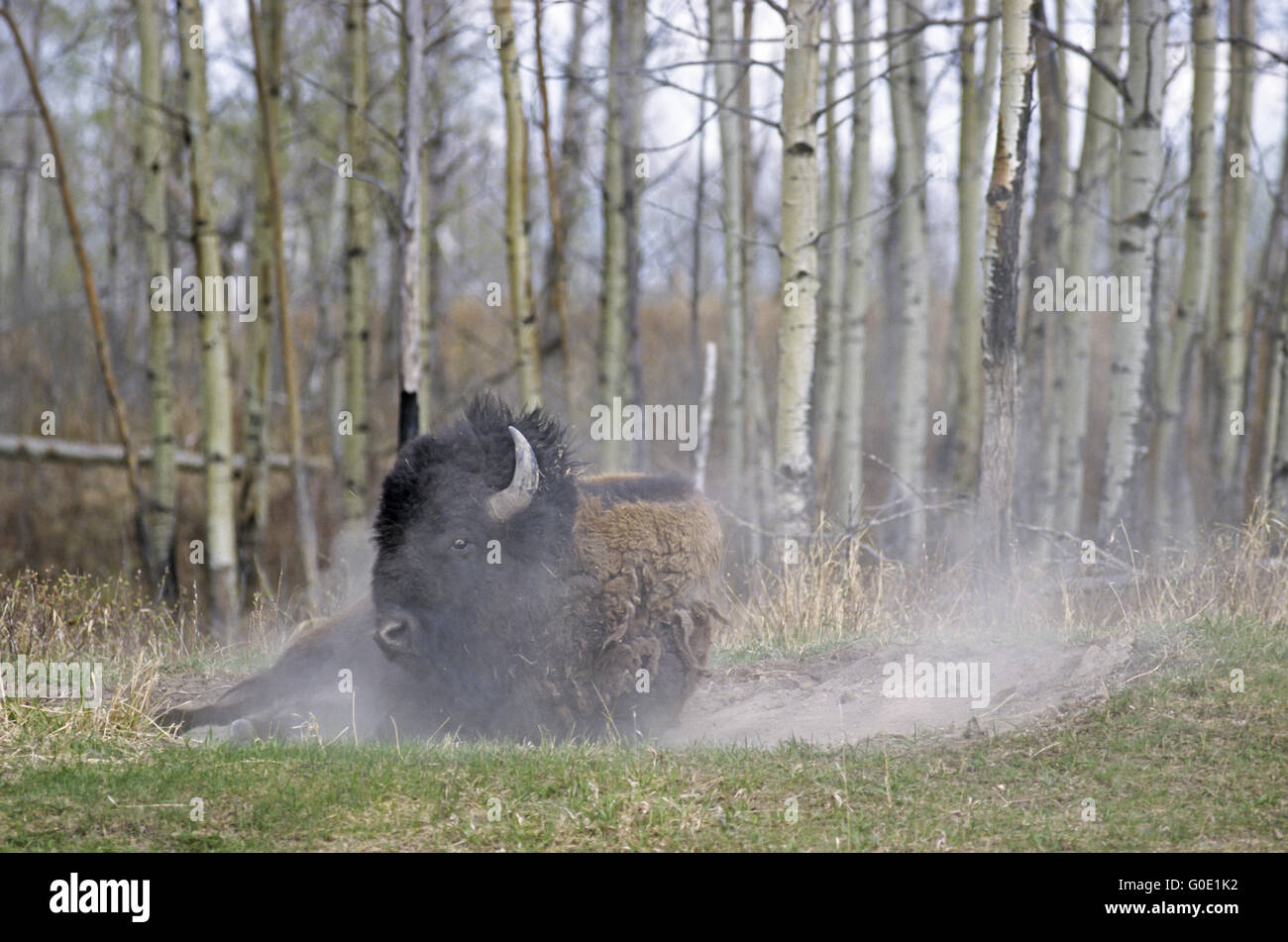Bisonbullen hi-res stock photography and images - Alamy