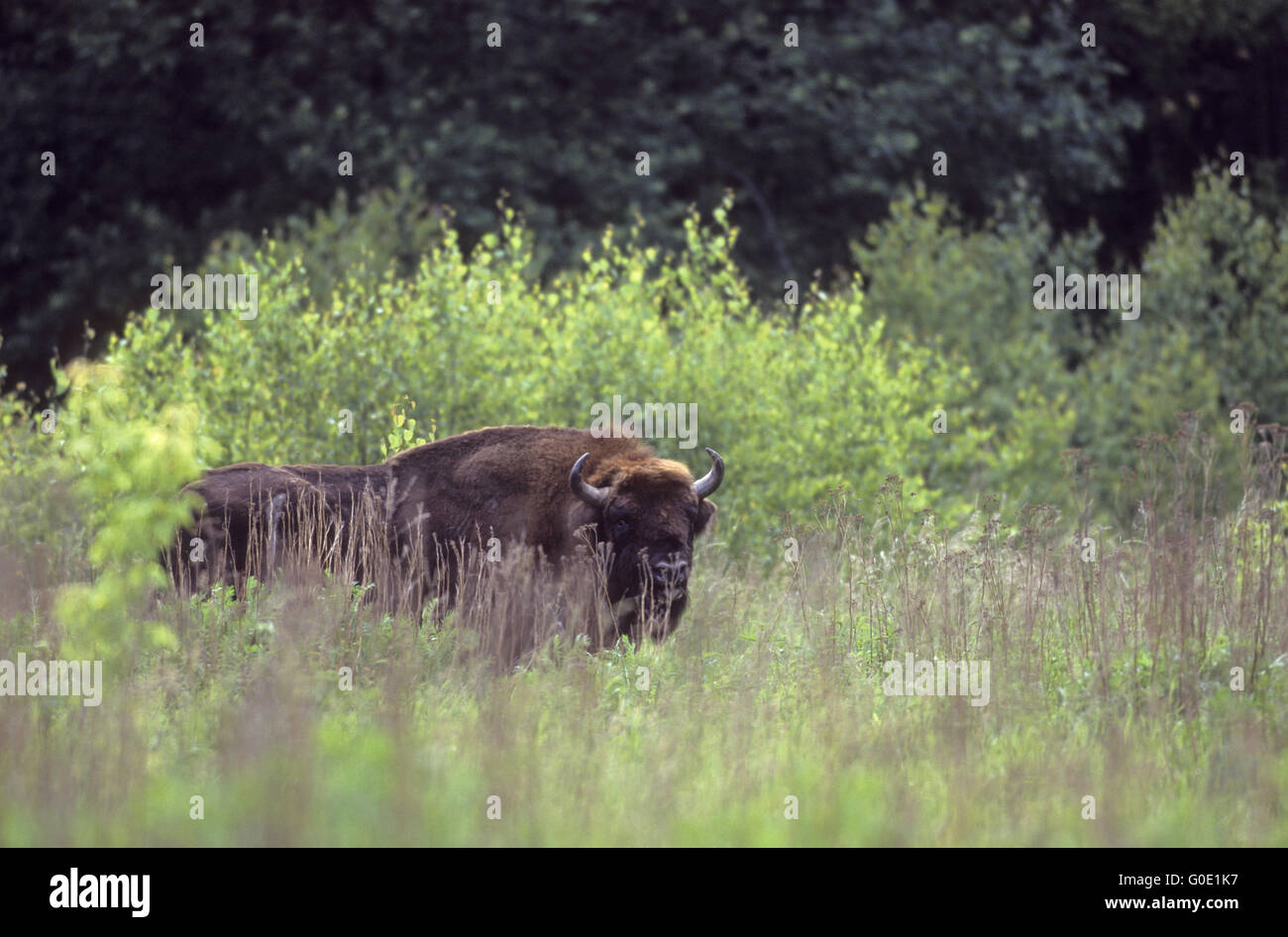European Bison bull stands in a forest glade Stock Photo - Alamy