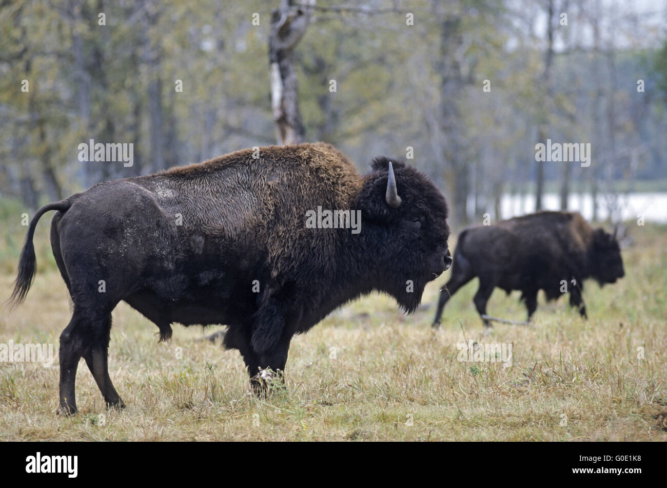 American Bison bulls cross the prairie Stock Photo - Alamy